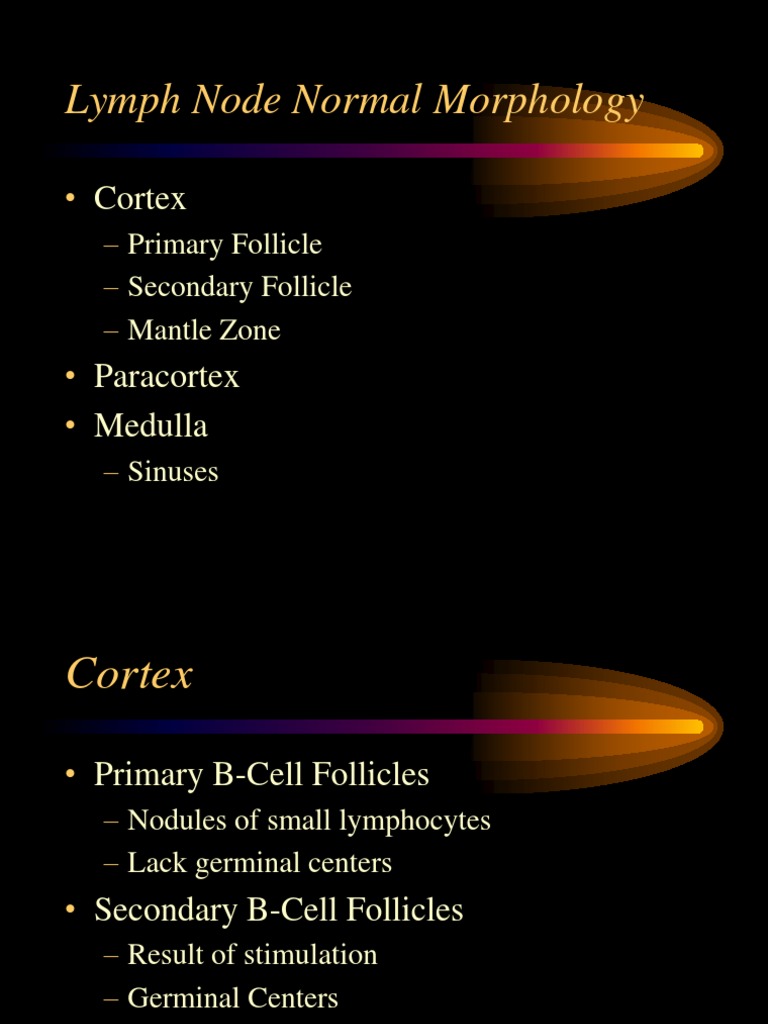 20090114-1 Lymph Node Intro | PDF | Lymph Node | B Cell