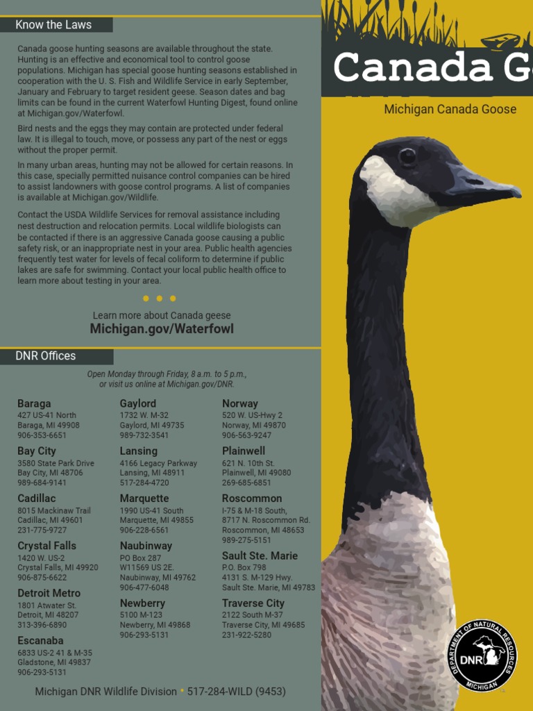 Michigan Canada Goose Hunting Guide | PDF | Goose | Organisms