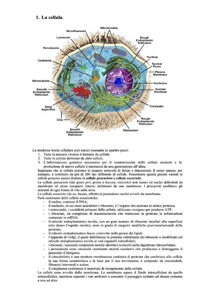 La Cellula | PDF