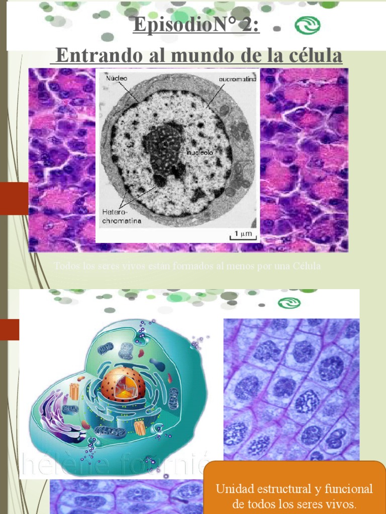 PresentacionEpisodio N 2 Entrando Al Mundo de La Celula | PDF | Citoplasma | Biología Celular)