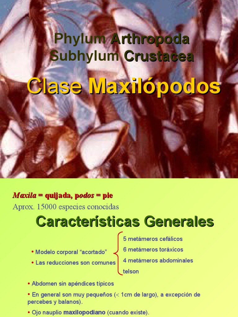 PHYLUM ARTHTOPODA PARTE 4. Maxilopodos | PDF | Crustáceo | Artrópodos