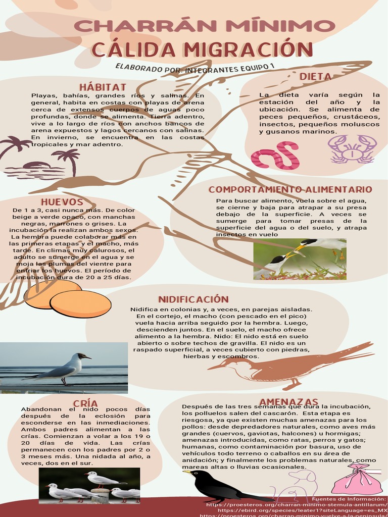 Infografia Charran | PDF | Aves | Ornitología