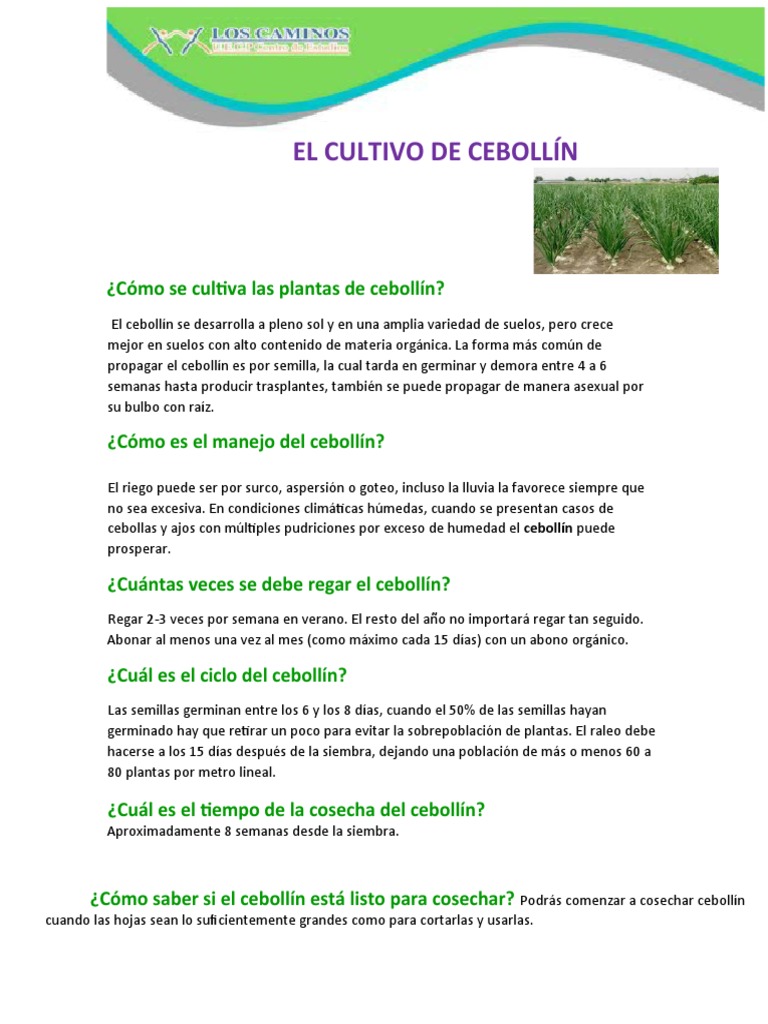 EL CULTIVO DE CEBOLLÌN Y CILANTRO | PDF | Cilantro | Semilla
