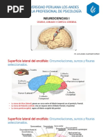 Fisiopatología de Las Células Renshaw | PDF