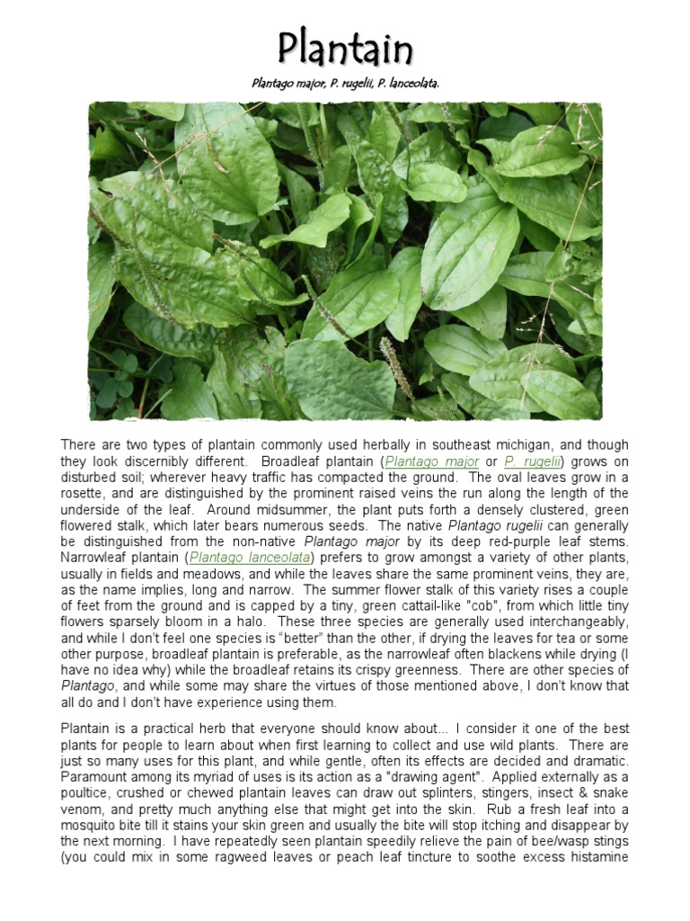 Pod Jim Mcdonald Plantain Handout Color Pdf Medical Specialties