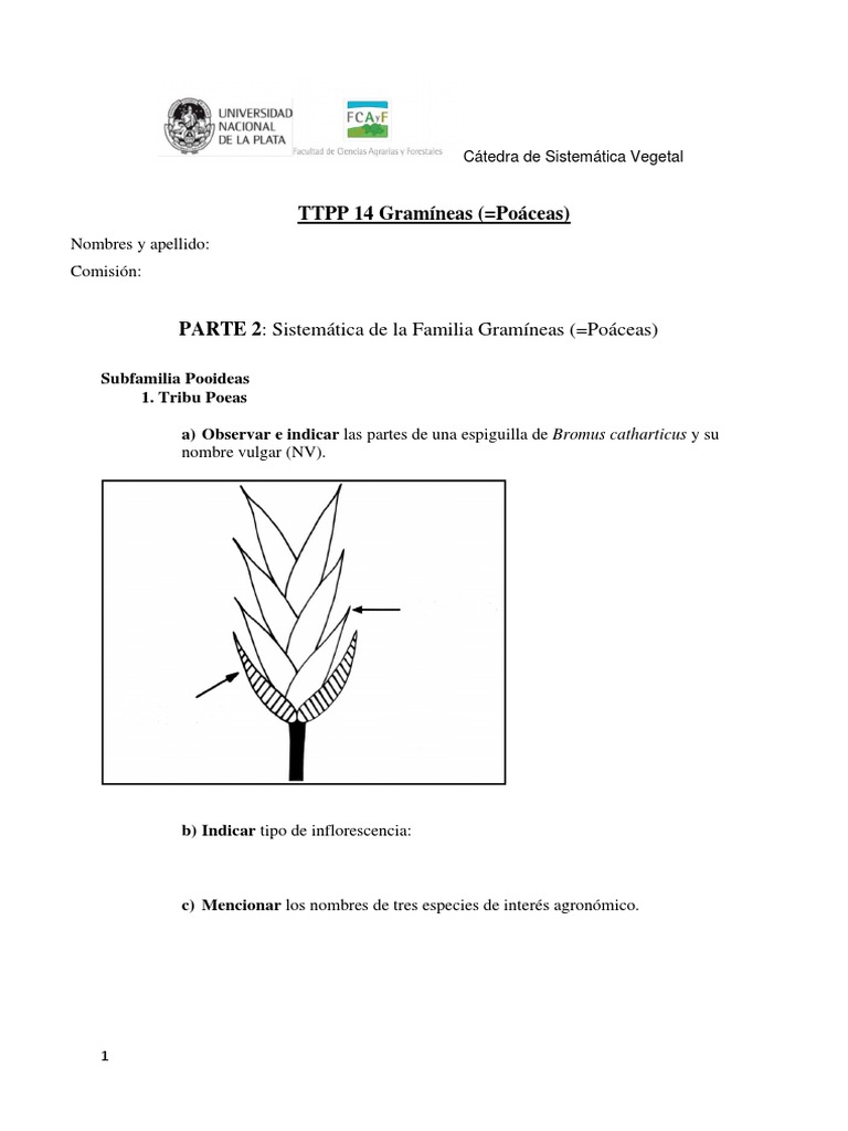 Guia TTPP 14 Gramineas Parte II | PDF | Botánica | Césped