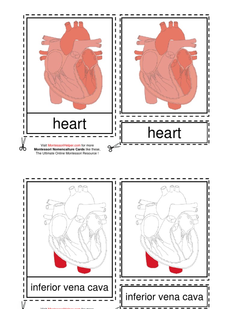 Montessori Parts of The Human Heart Card Age 3 To 6 | PDF