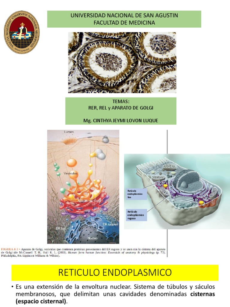 Rer Rel Golgi 080523 PDF | PDF | Retículo endoplásmico | Rna