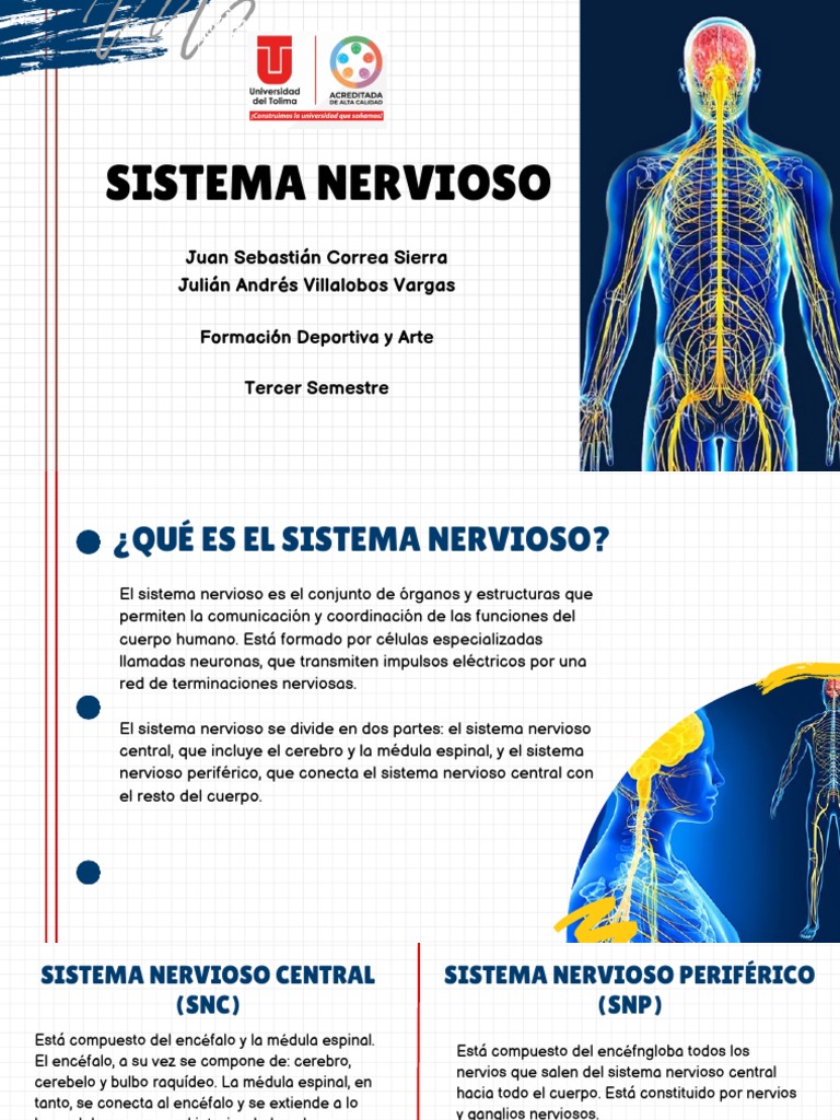 Exposición - Sistema Nervioso | PDF | Sistema nervioso | Cerebro