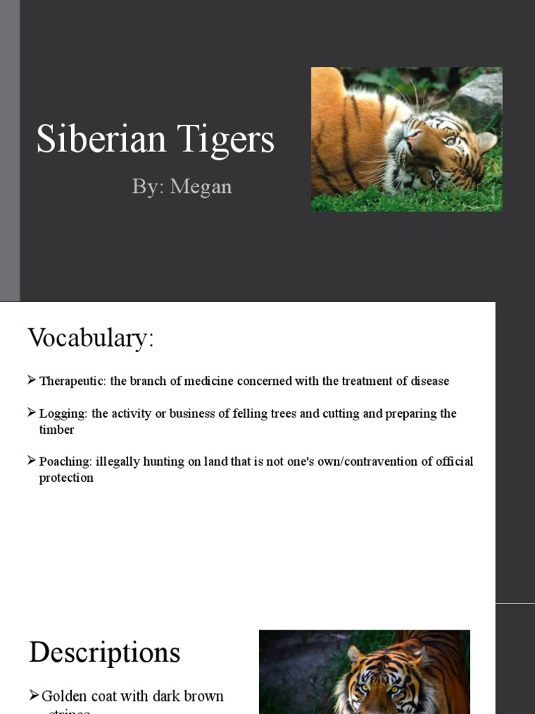 Siberian Tigers: Facts About the Endangered Amur Tiger | PDF | Tiger | Organisms