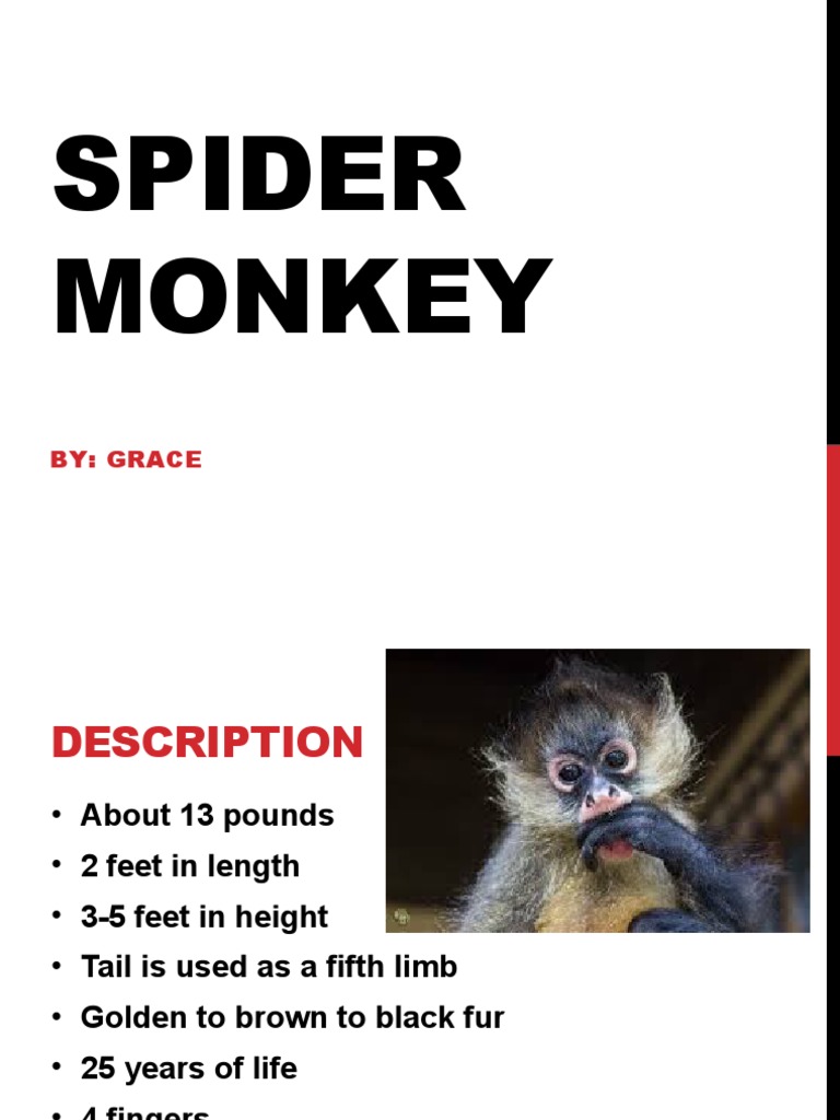 Spider Monkey: Habitat, Diet, and Endangerment | PDF