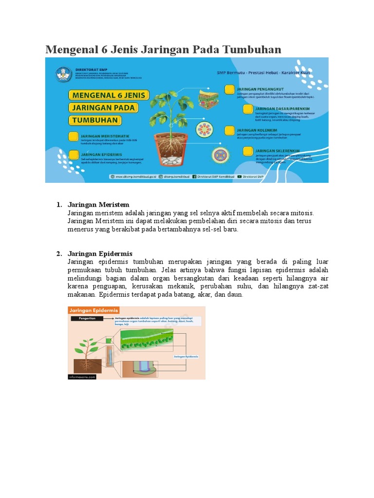Enam Jenis Jaringan Tumbuhan dan Fungsinya | PDF | Griya & Taman ...