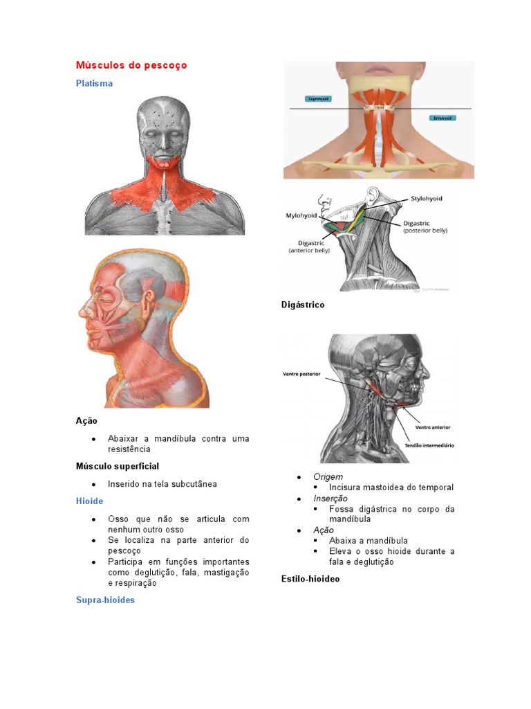 Músculos Do Pescoço | PDF | Sistema Locomotor | Sistema Esquelético