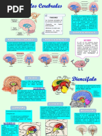 Giros y circunvoluciones cerebrales | PDF | Cerebro | Anatomía humana