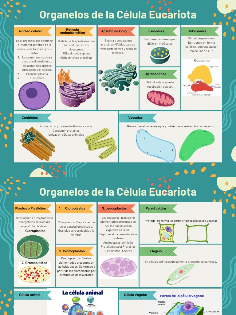 Hoja De Trabajo Con Claves Sobre Los Organelos Celulares