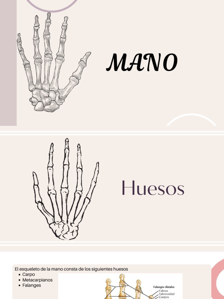 Huesos de La Mano | PDF | Mano | Extremidades (anatomía)