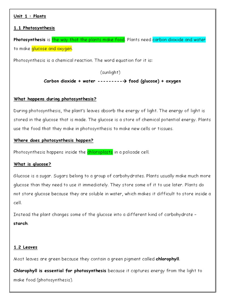 Plants and Digestion | PDF | Photosynthesis | Leaf