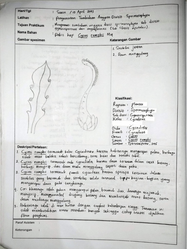 Perc 3 Biostum | PDF