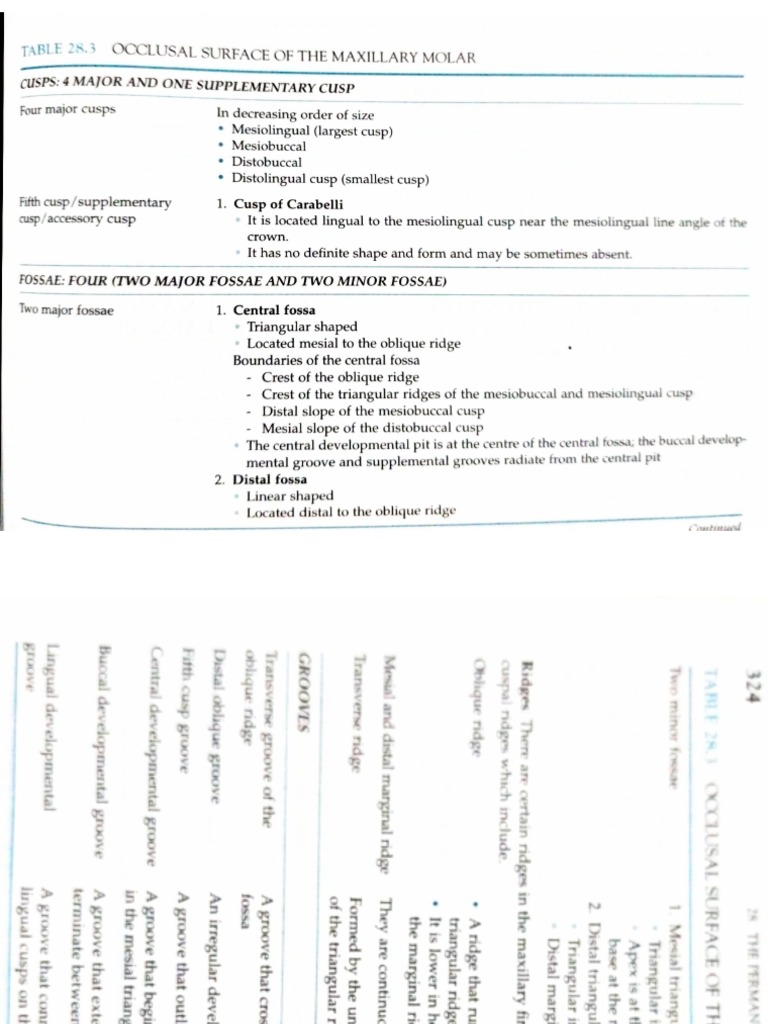 Occlusal Aspect of Maxillary First Molar | PDF