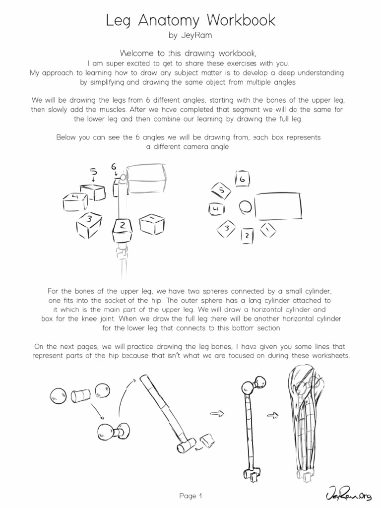 Leg Anatomy Workbook by JeyRam PDF | PDF