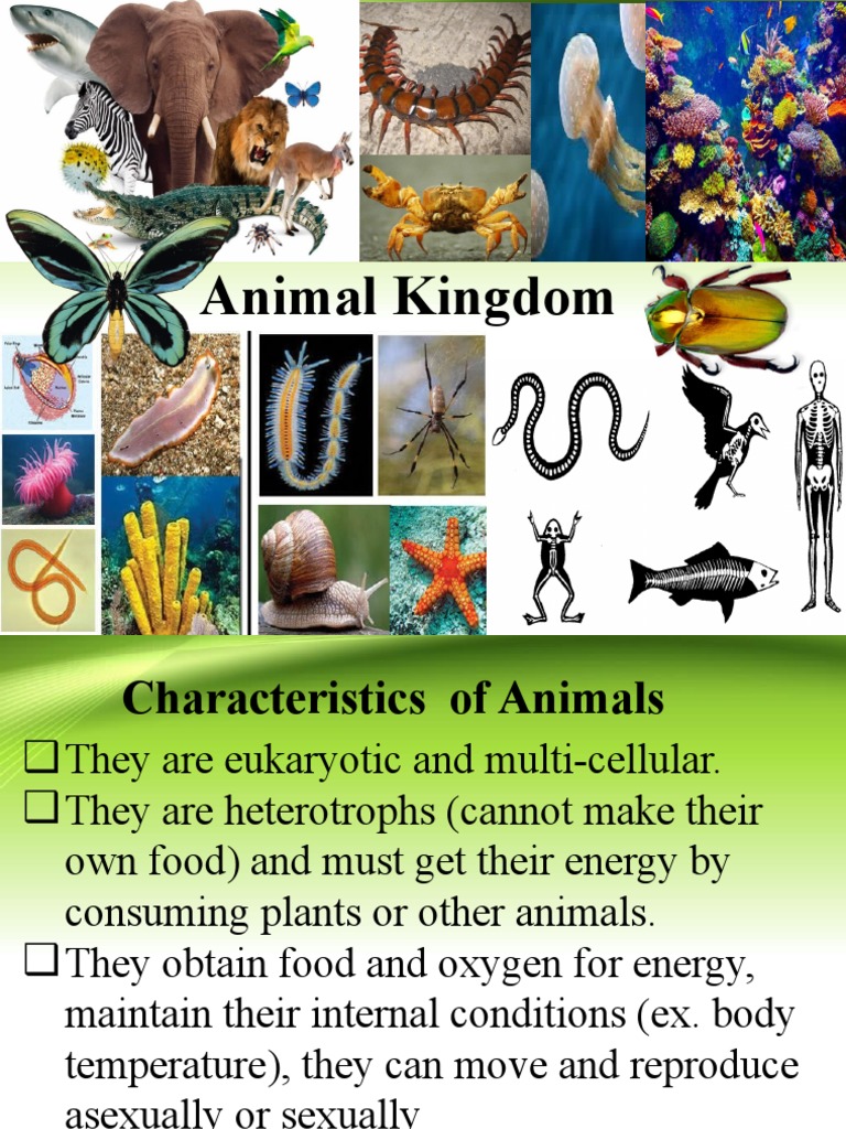 Overview of the Animal Kingdom | PDF | Social Science | Home & Garden