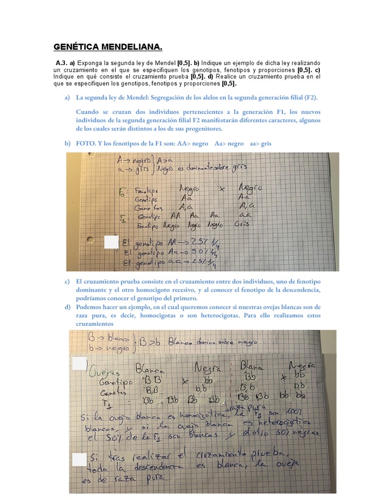Cuestiones PEVAU Genética Mendeliana 2223 | PDF | Dominancia (Genética) | Alelo