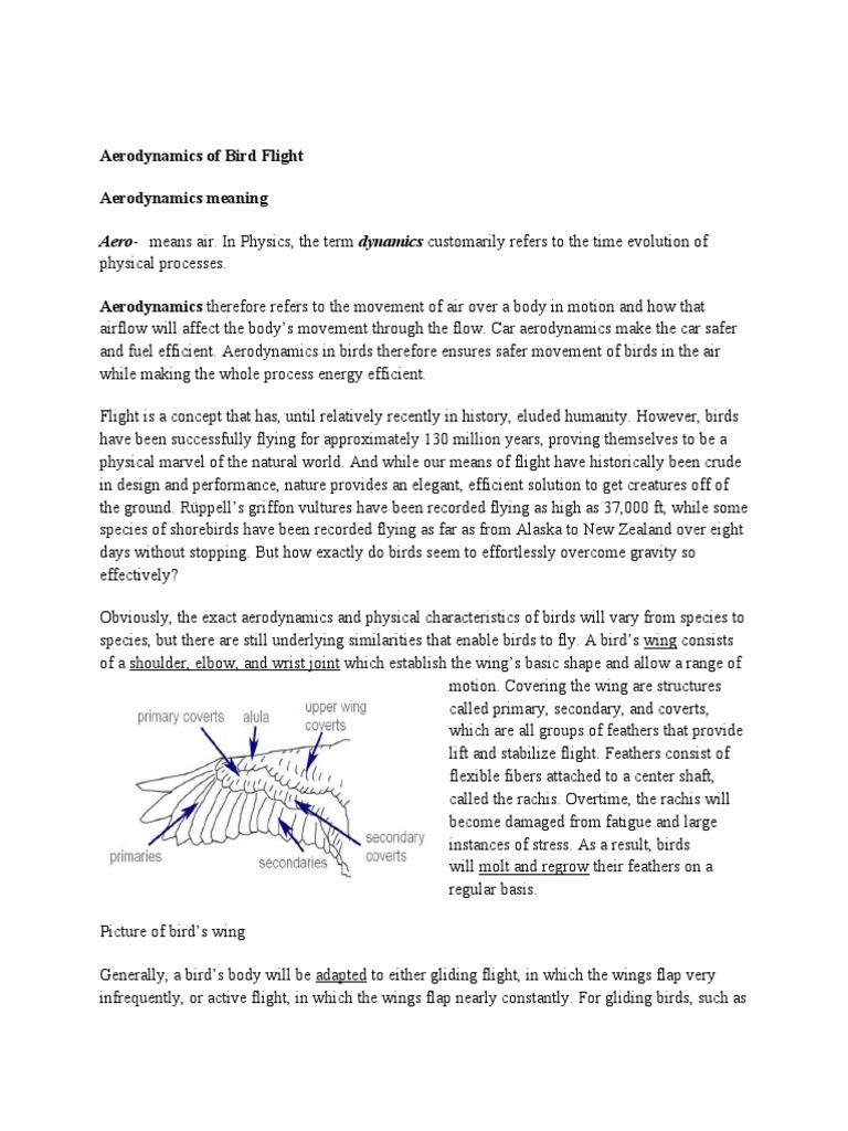 Aerodynamics of Bird Flight Explained | PDF | Lift (Force) | Flight