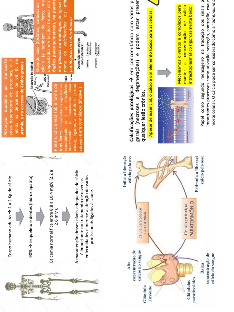 Aula 6 - Calcificações Patológicas.pdf | PDF