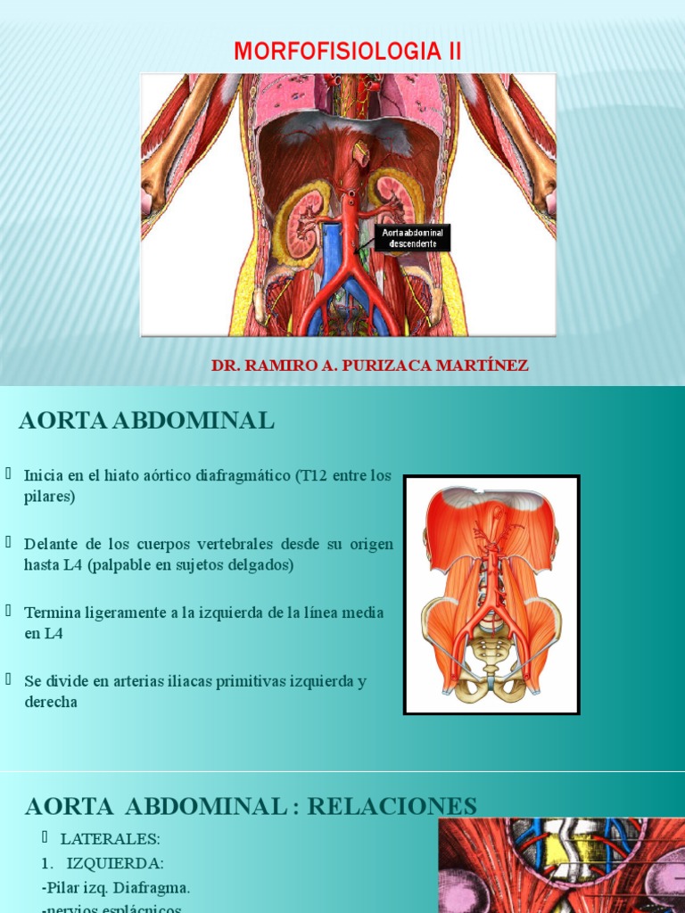 Semana 03 Morfo Ii | PDF | Abdomen | Angiología