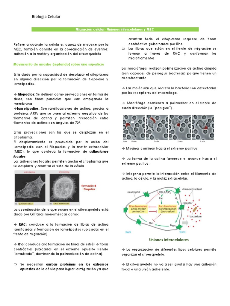 Uniones Intercelulares | PDF | Actina | Migración Celular