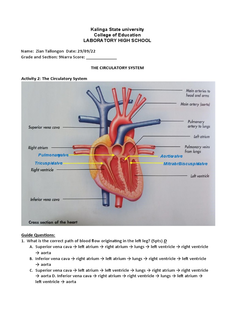 Activity 2 - The Circulatory System | PDF | Heart Valve | Heart
