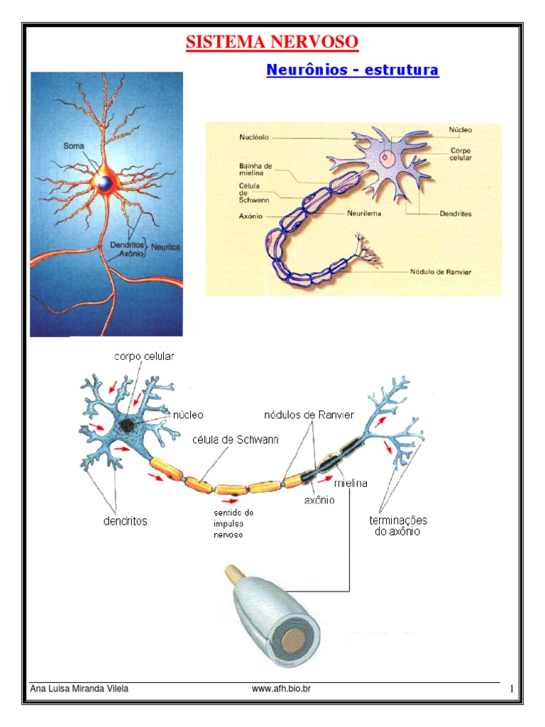 Transp Sistema Nervoso | PDF | Sinapse | Cérebro
