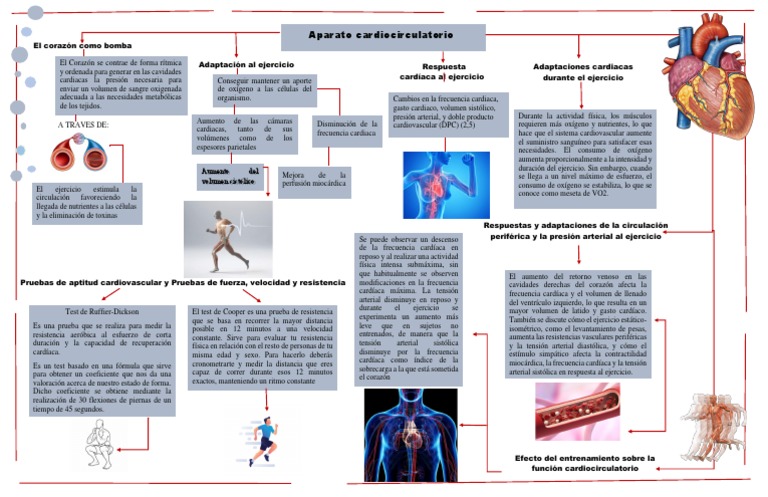 Aparato Cardiocirculatorio | PDF | Sistema circulatorio | Corazón