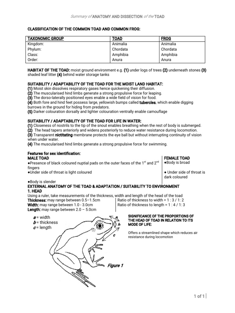 BIOLOGY A LEVEL Summary of AN ATOMY AND DISSECTION of The TOAD PDF | PDF
