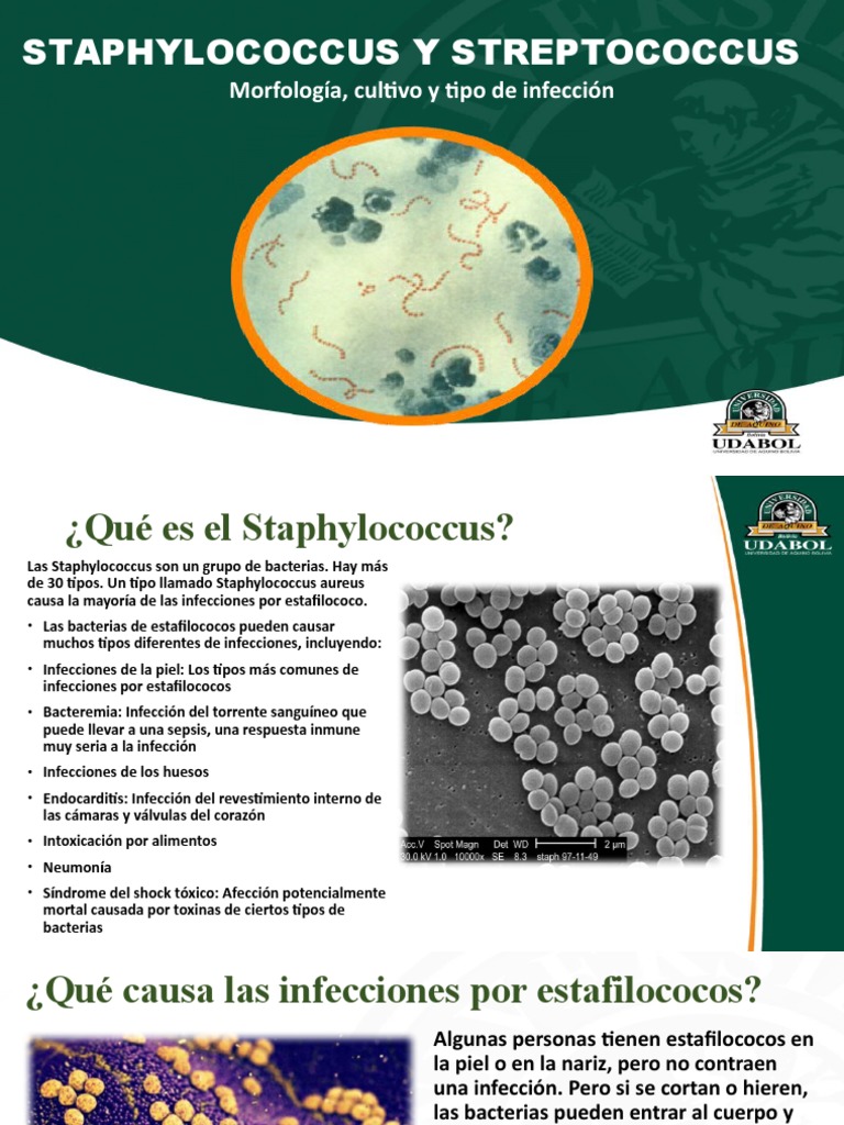 Morfologia, Cultivos y Tipos de Infeccion STAPHYLOCOCCUS Y STREPTOCOCCUS | PDF