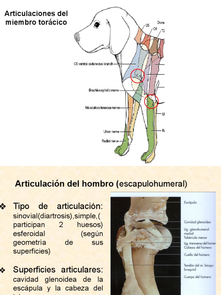 Art. Miembro Torac | PDF | Articulación | Hombro