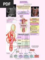 Dystocies Dynamiques Mecaniques | PDF | Accouchement | Utérus