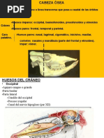 Anatomía del húmero en perros | PDF | Codo | Sistema esquelético