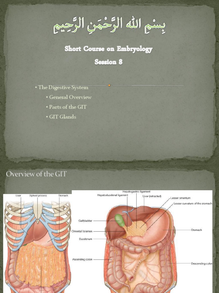 Embryology Course VIII - Digestive System | PDF | Gastrointestinal ...