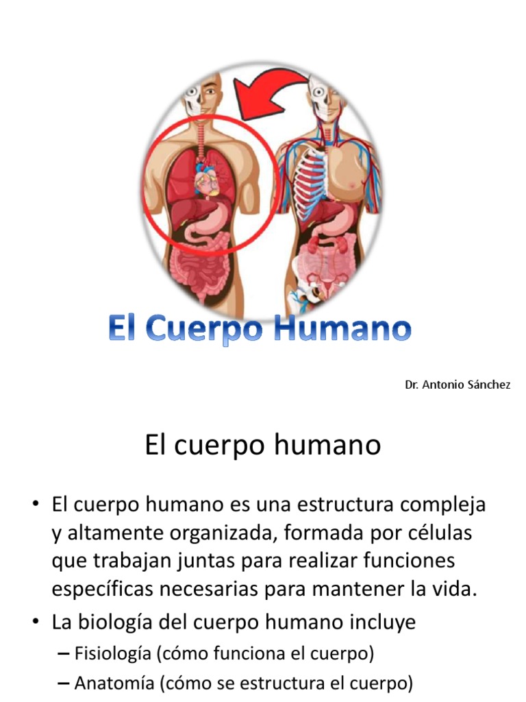 El Cuerpo Humano 1 PDF | Descargar gratis PDF | Citoplasma | Biología ...
