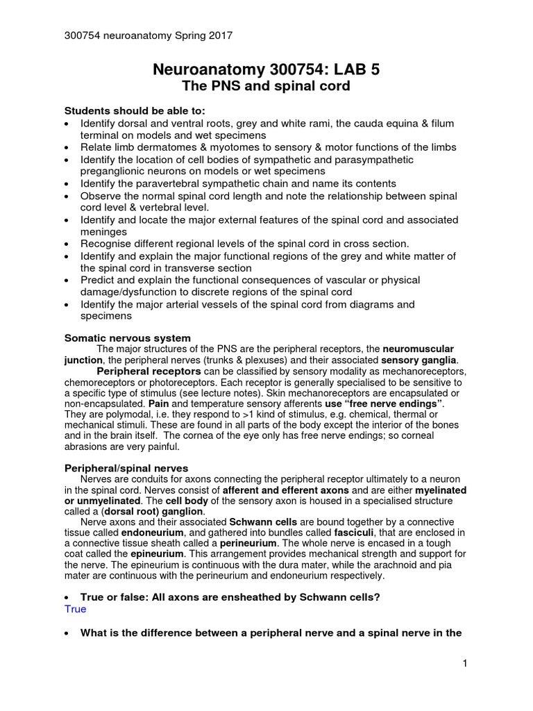 Neuroanatomy: PNS & Spinal Cord Lab | PDF