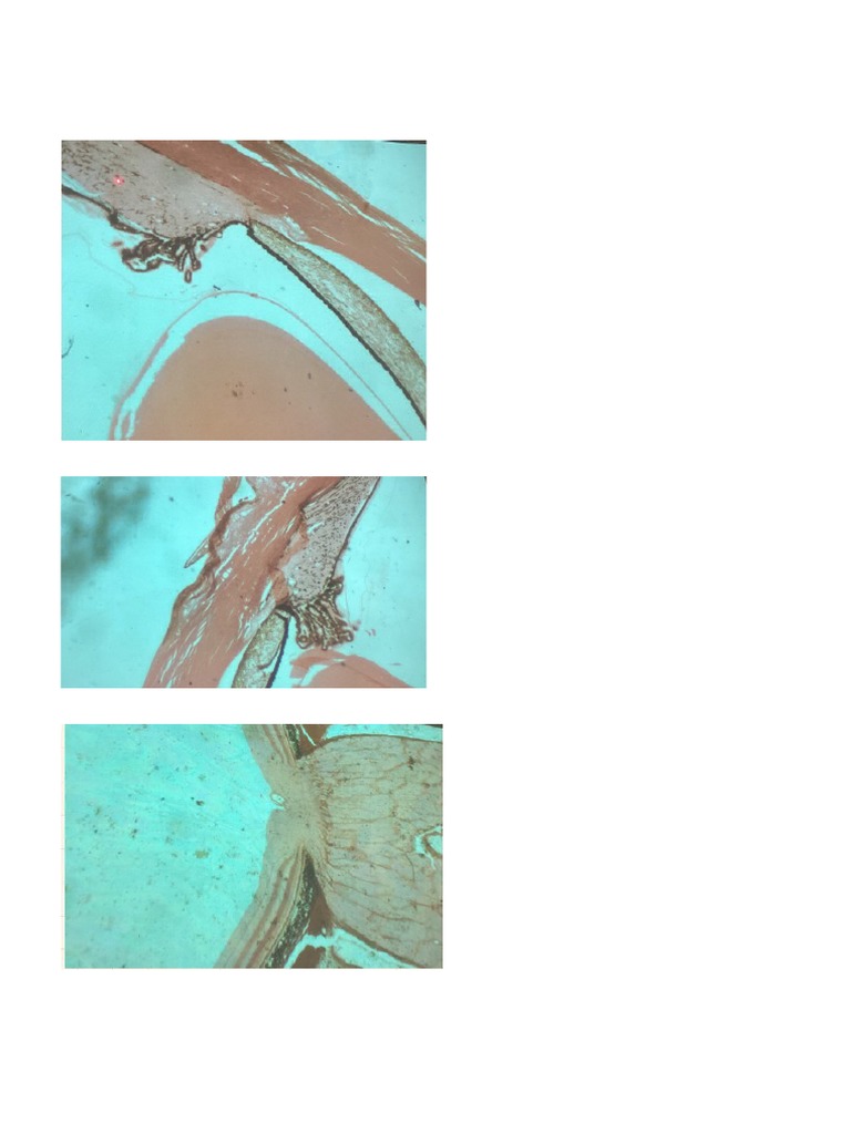 Laprak Histo | PDF