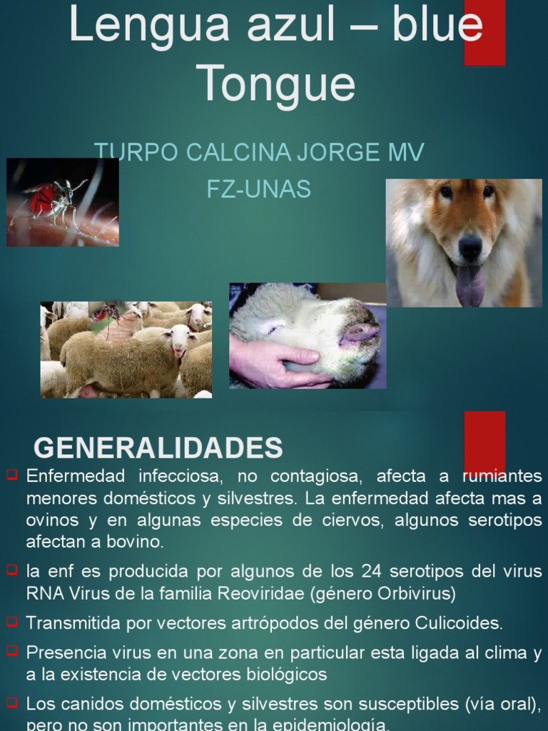 Lengua Azul | PDF | Enfermedades animales | Medicina