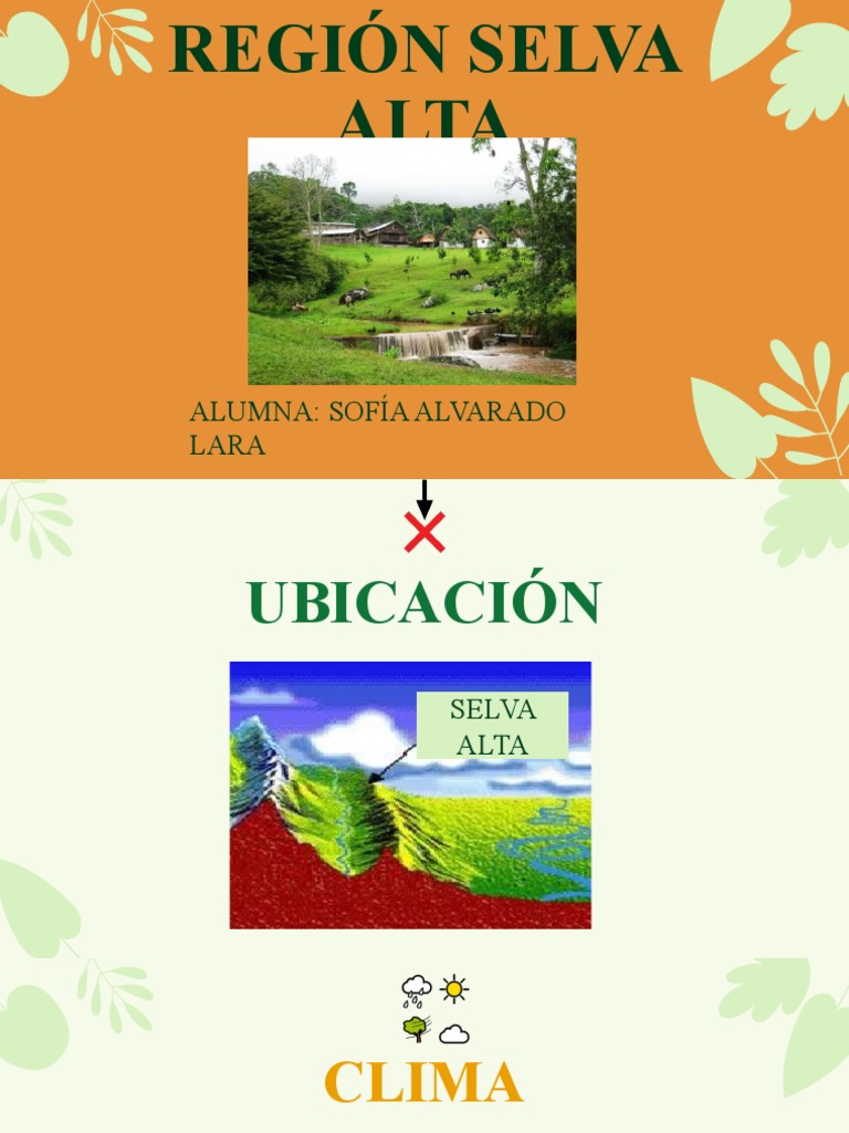 Exposición Selva Alta | PDF
