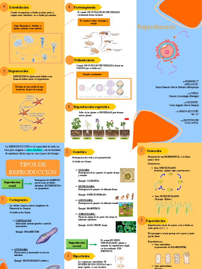 Triptico 1.docx | PDF | Reproducción | Espora