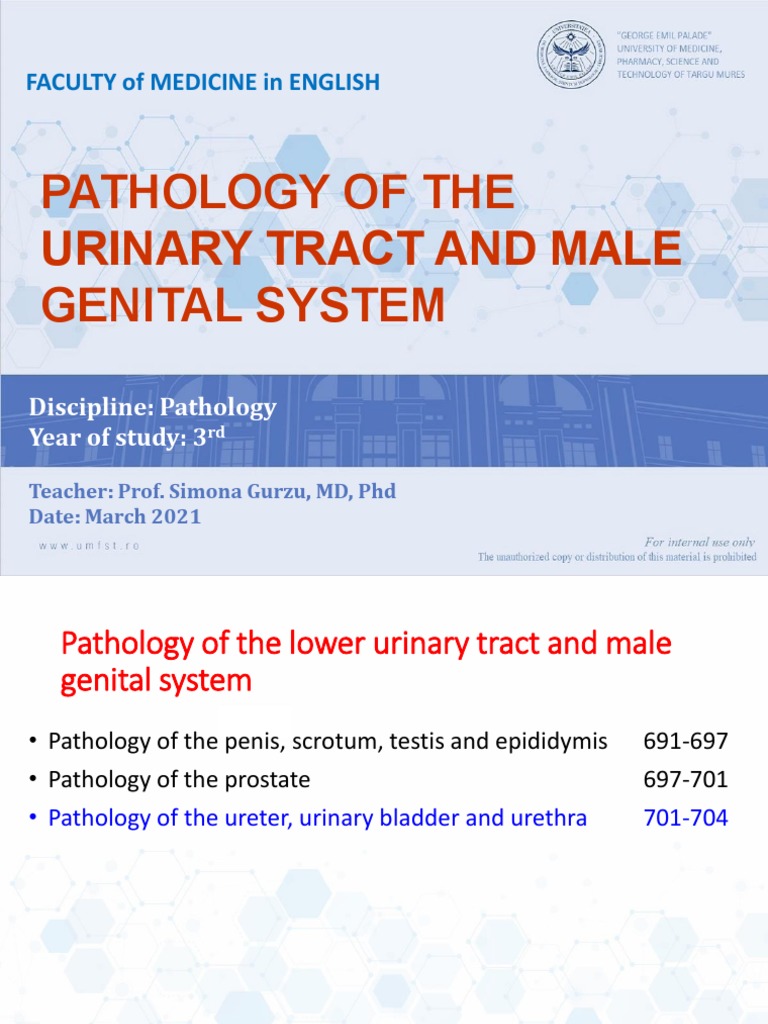 Morpho Lectures Merged Reproductive System Pdf Pdf Ovarian Cancer