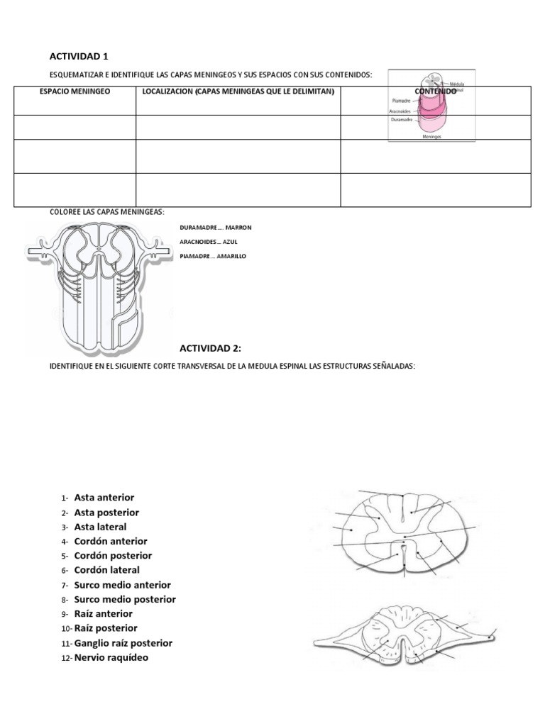 Tareas Lab. Unidad 2 | PDF | Médula espinal | Sistema nervioso