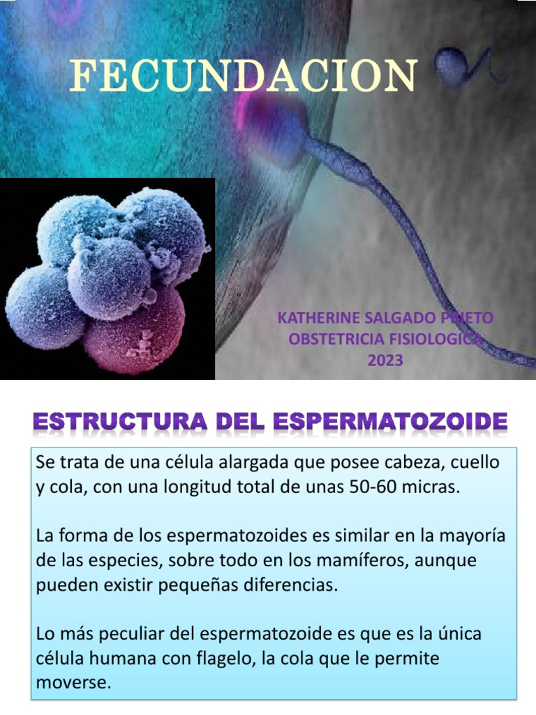 Clase 3 Fecundacion | PDF | Embrión | Procesos biologicos