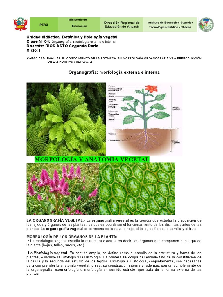Clase #4 Botánica y Fisiología Vegetal | PDF | Plantas | Botánica