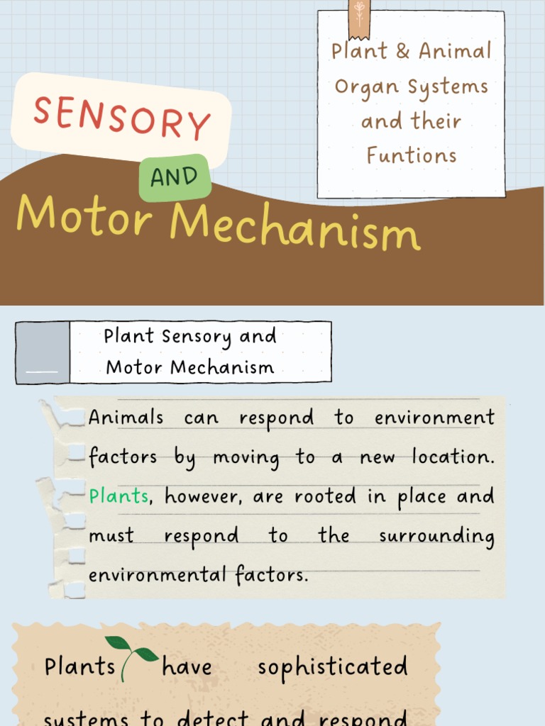 Sensory PDF | PDF | Science & Mathematics